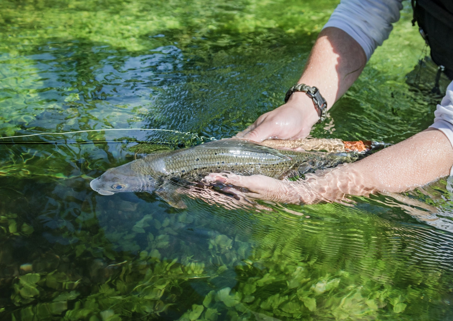 Heute ist der "Tag der Fische"