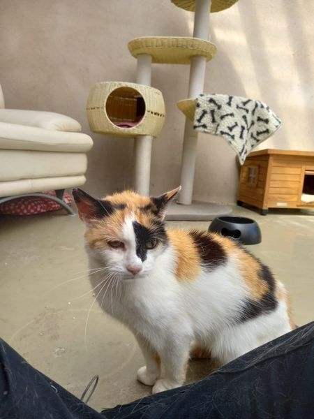 Tier der Woche: Glückskatze Doris