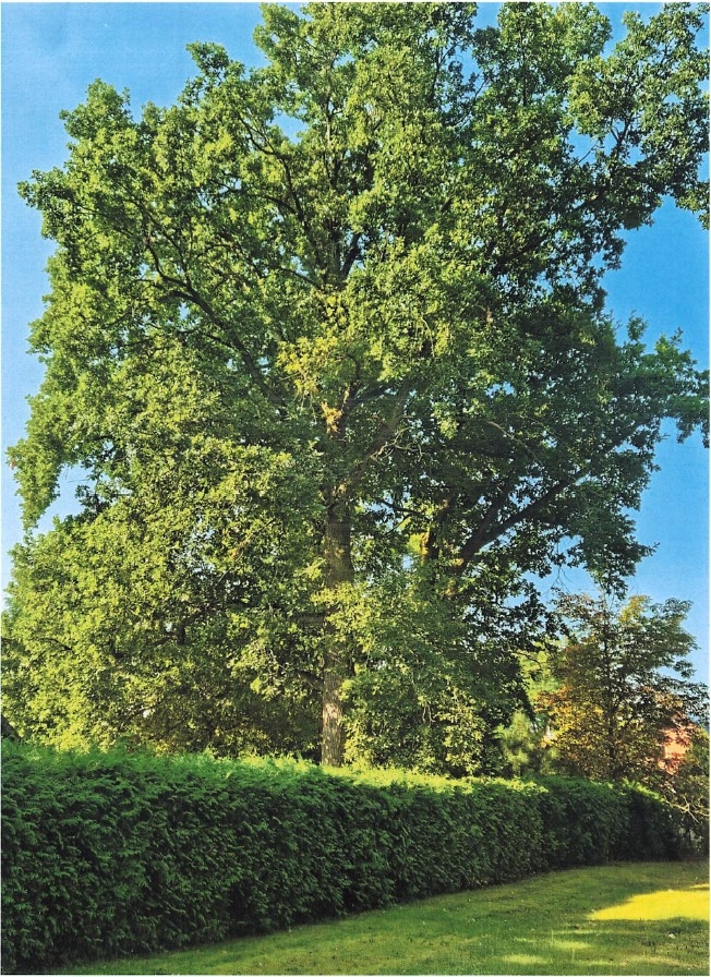 Die Gemeinde Möser wählt den schönsten Baum des Jahres 2025